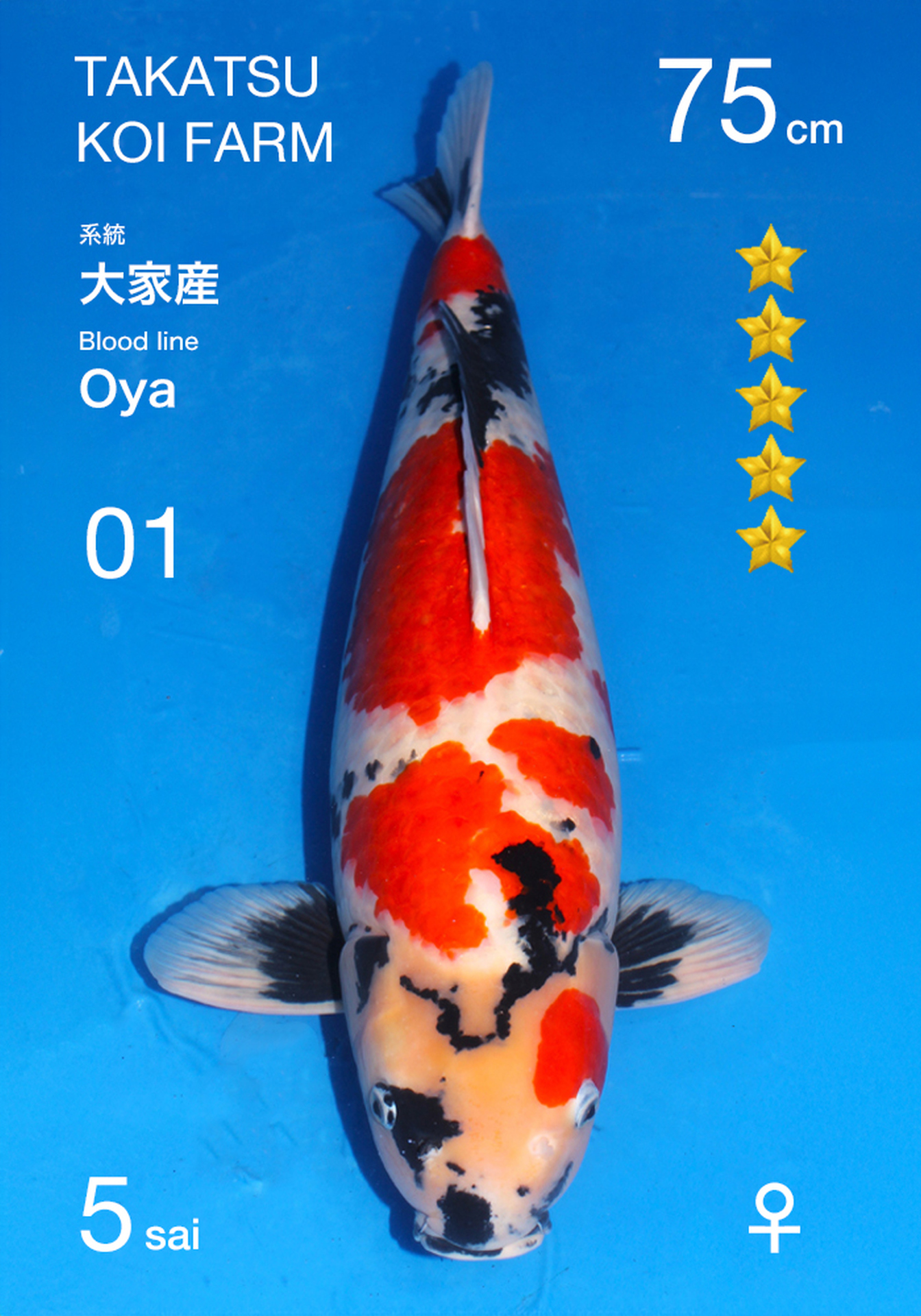 The 2nd Kyushu Web Auction