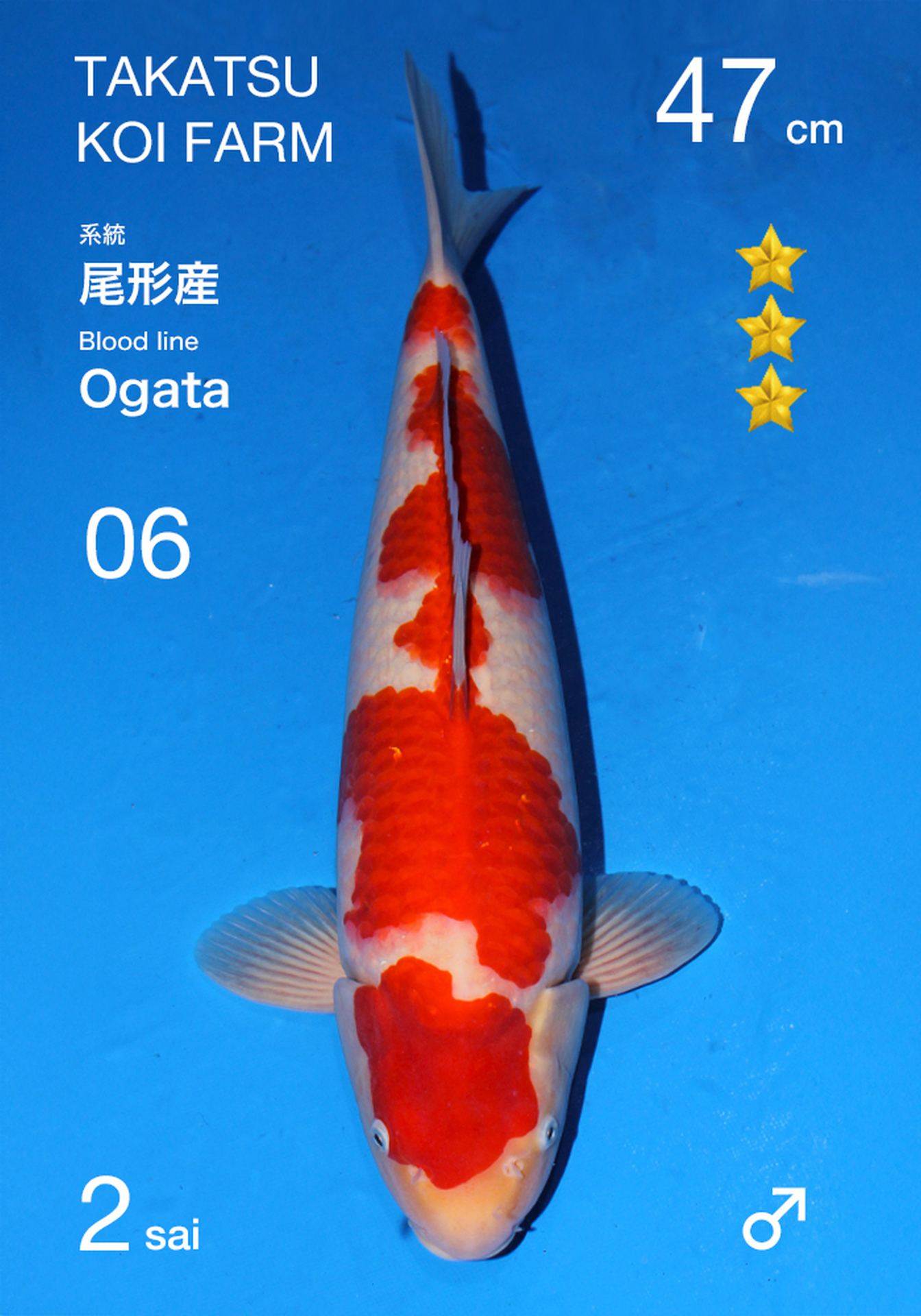 The 2nd Kyushu Web Auction