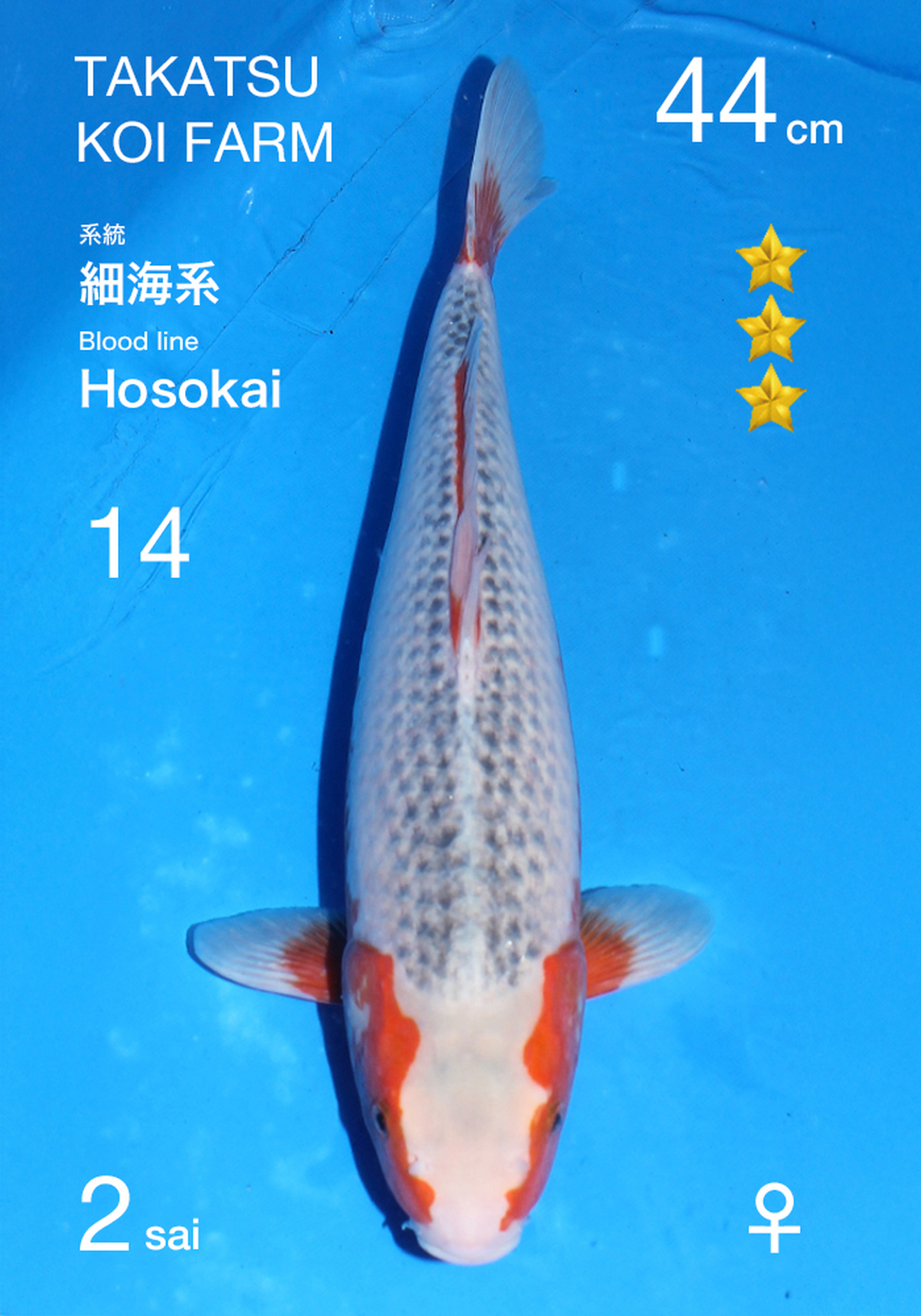 The 2nd Kyushu Web Auction